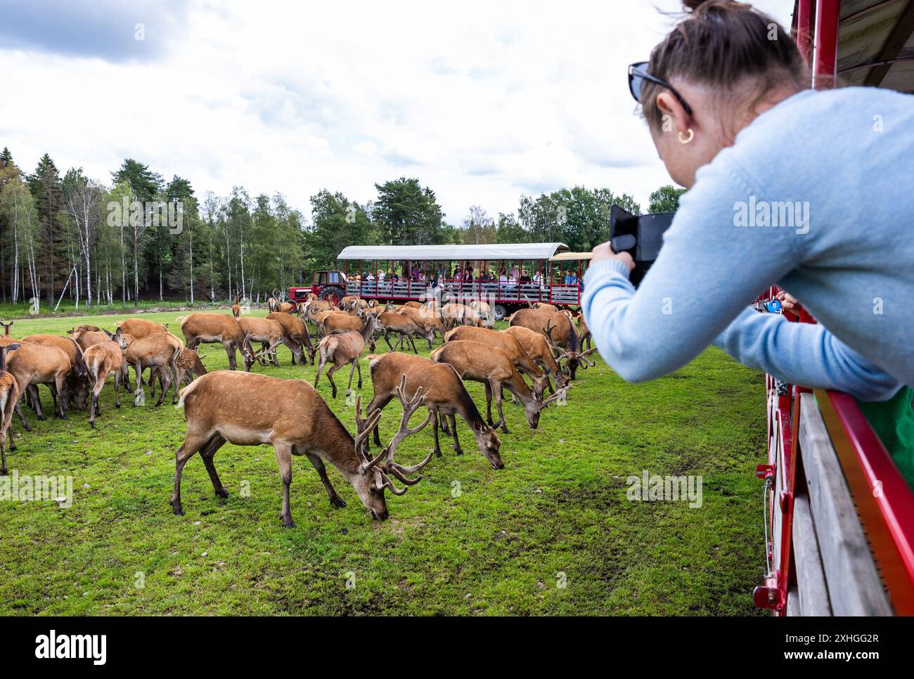 Swedish tourism, The red deer (Cervus elaphus), Skullaryd Moose Park ...