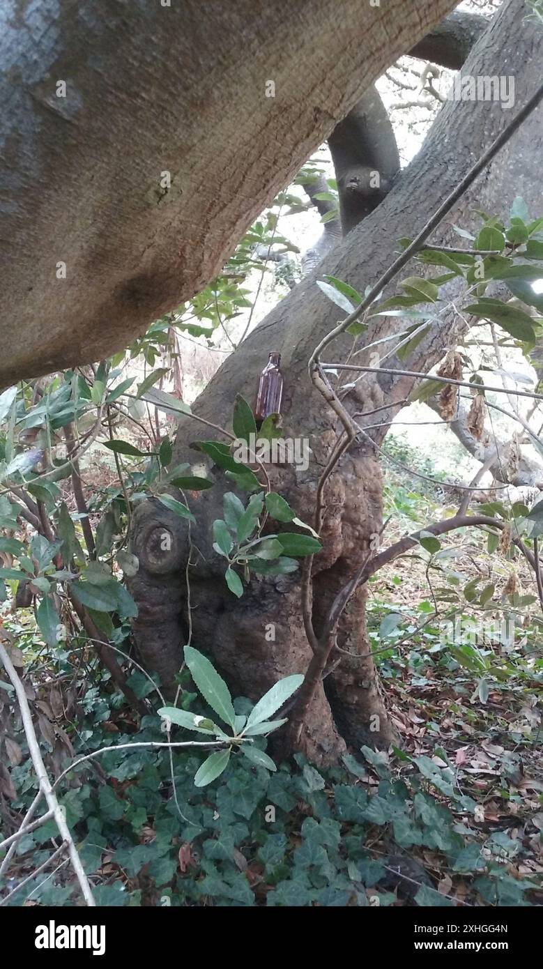 Toyon (Heteromeles arbutifolia Stock Photo - Alamy