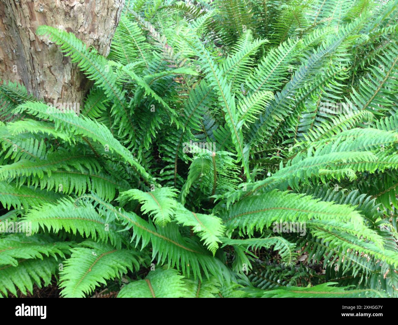 western sword fern (Polystichum munitum Stock Photo - Alamy