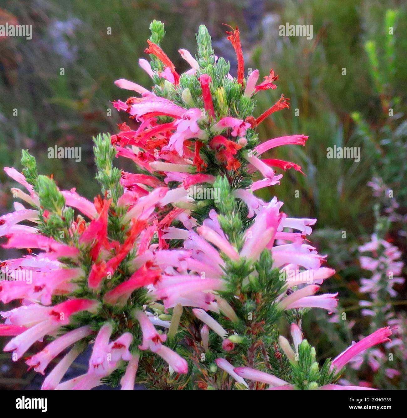 Common Water Heath (Erica curviflora curviflora Stock Photo - Alamy