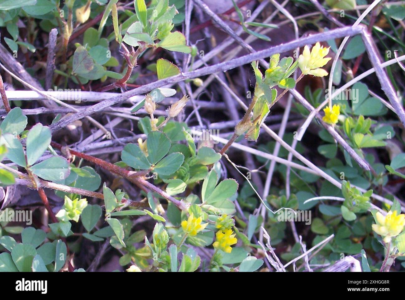 Lesser hop trefoil (Trifolium dubium Stock Photo - Alamy