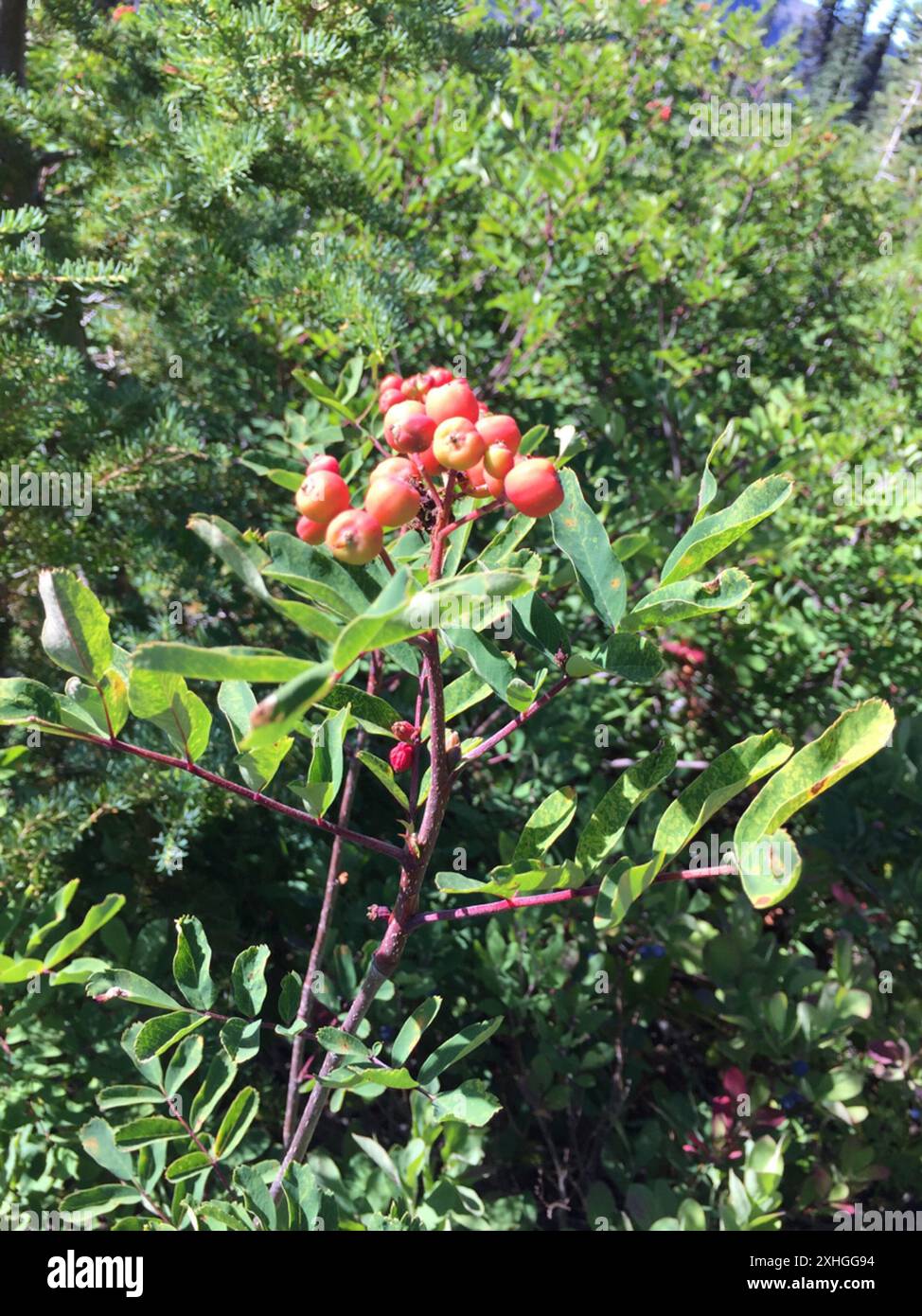 Sitka Mountain-Ash (Sorbus sitchensis Stock Photo - Alamy