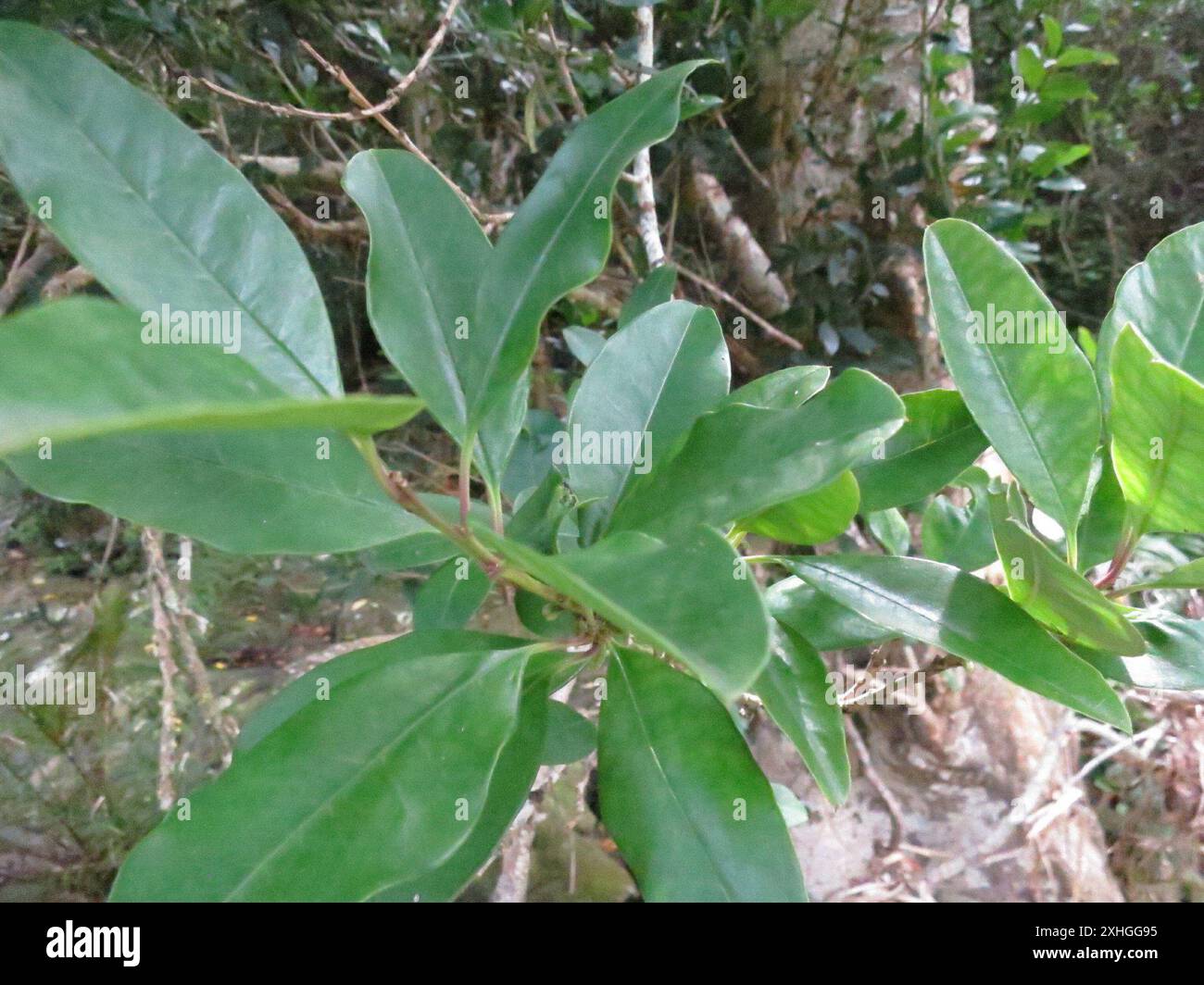 Common Cape Holly (Ilex mitis mitis Stock Photo - Alamy