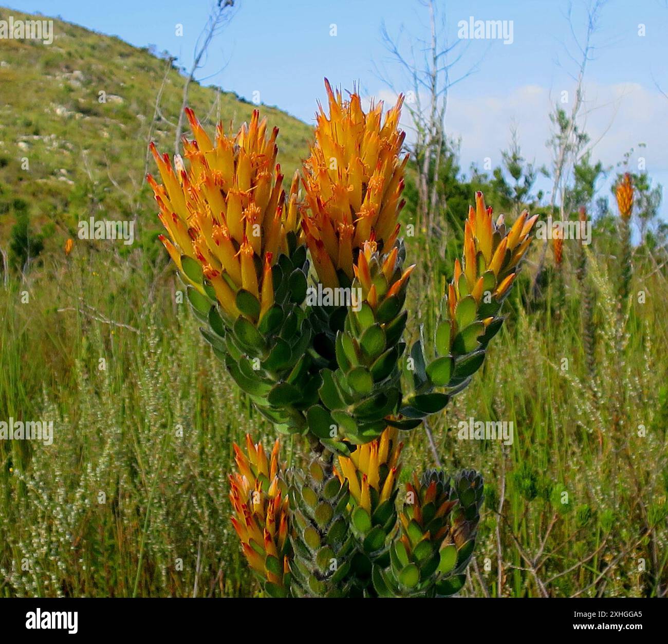 Threeflower Pagoda (Mimetes pauciflorus Stock Photo - Alamy