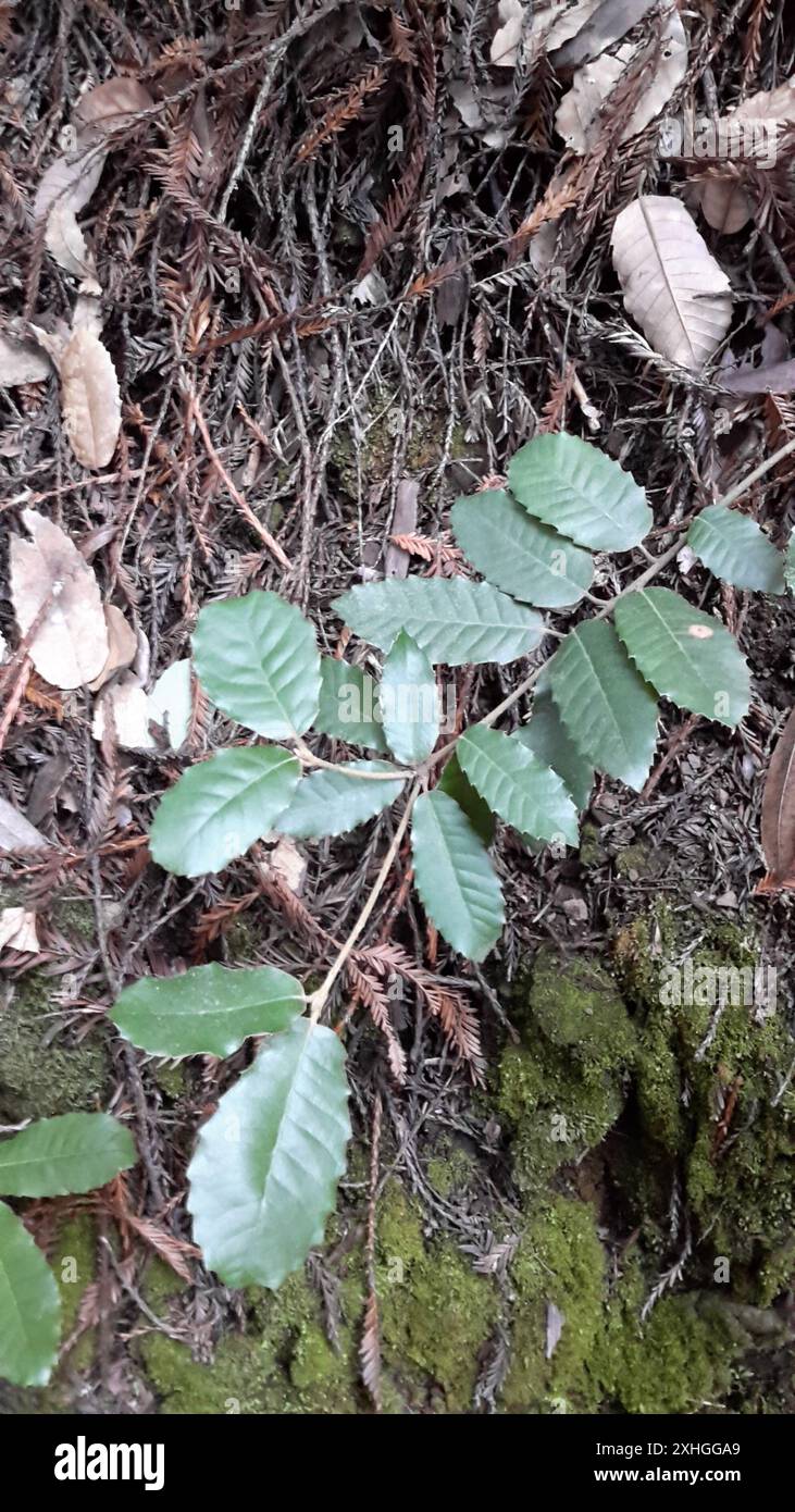 Tanoak (Notholithocarpus densiflorus Stock Photo - Alamy