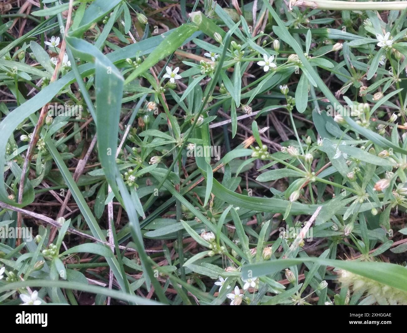 green carpetweed (Mollugo verticillata Stock Photo - Alamy