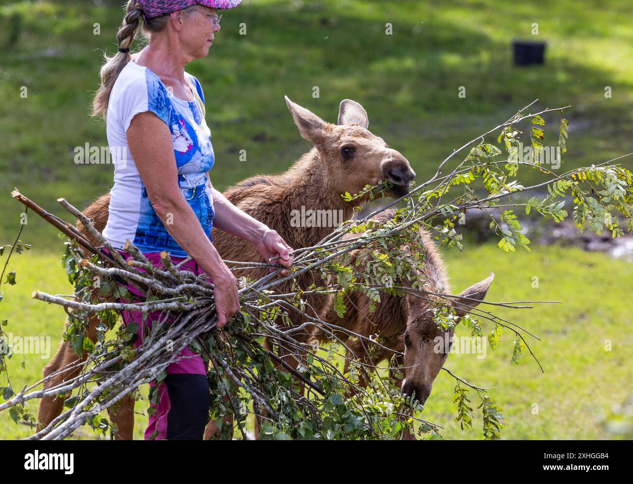 Swedish tourism, moose calves, Skullaryd Moose Park, Skullaryd, Småland ...