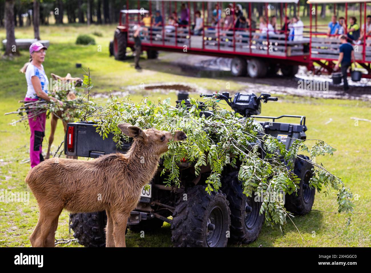 Swedish tourism, moose calves, Skullaryd Moose Park, Skullaryd, Småland ...