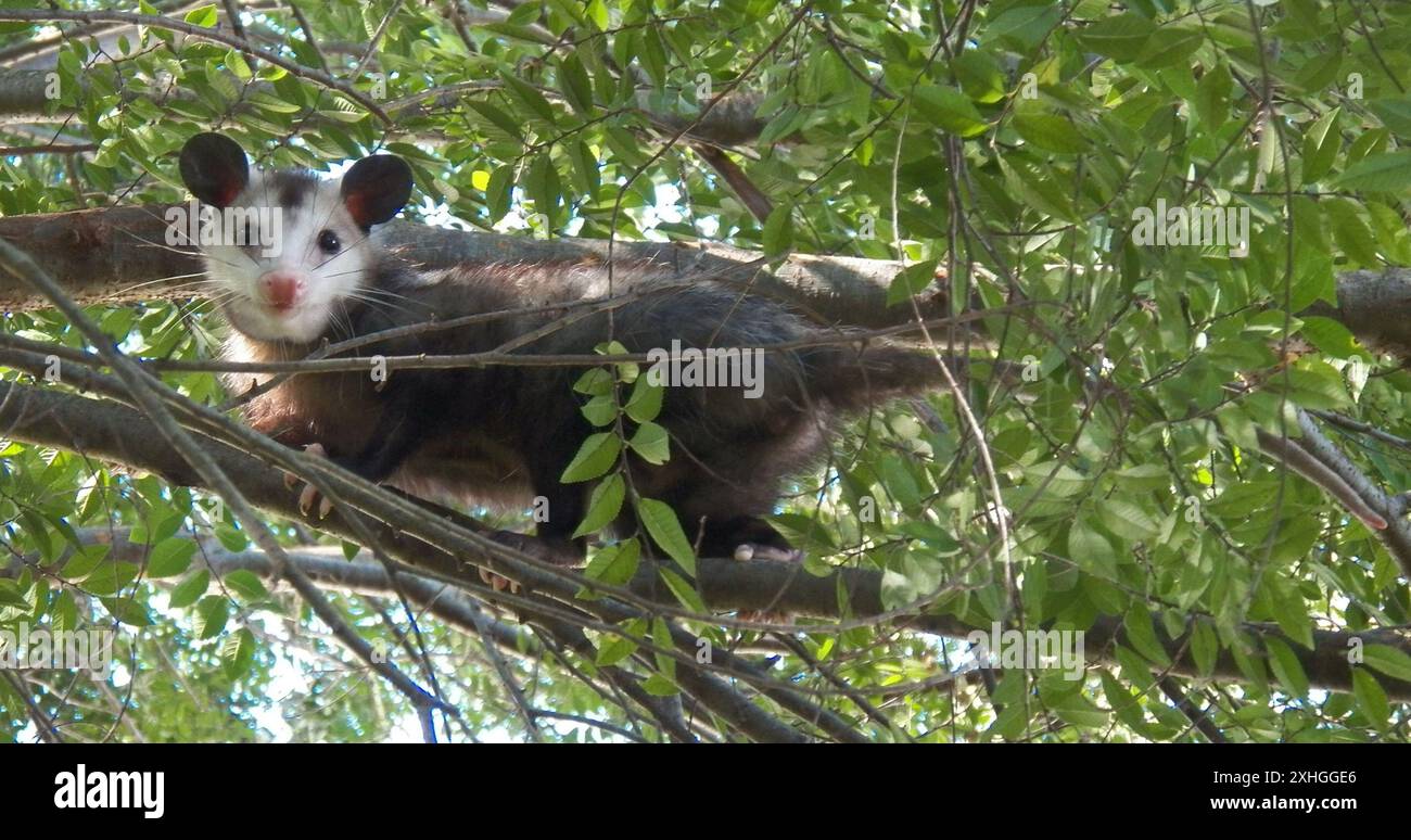 Virginia Opossum (Didelphis virginiana Stock Photo - Alamy