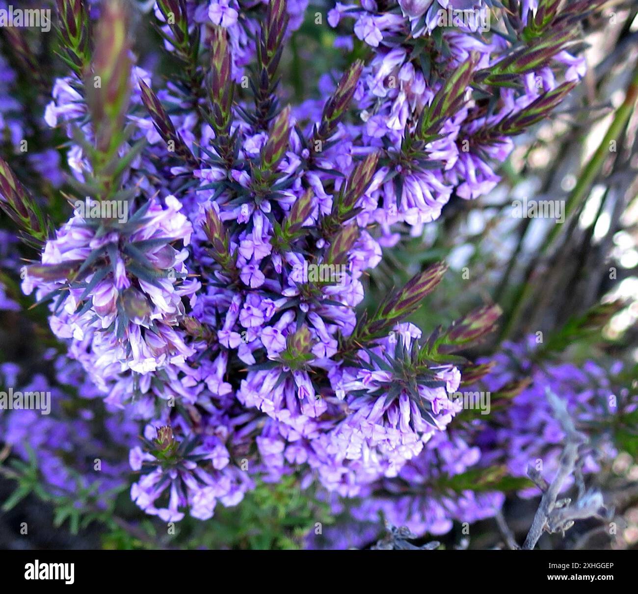 Juniper Purplegorse (Muraltia juniperifolia Stock Photo - Alamy