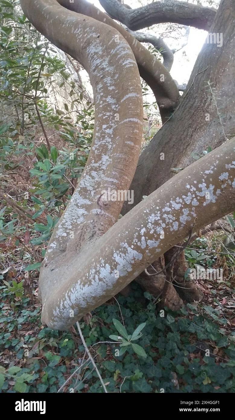 Heteromeles arbutifolia toyon hi-res stock photography and images - Alamy