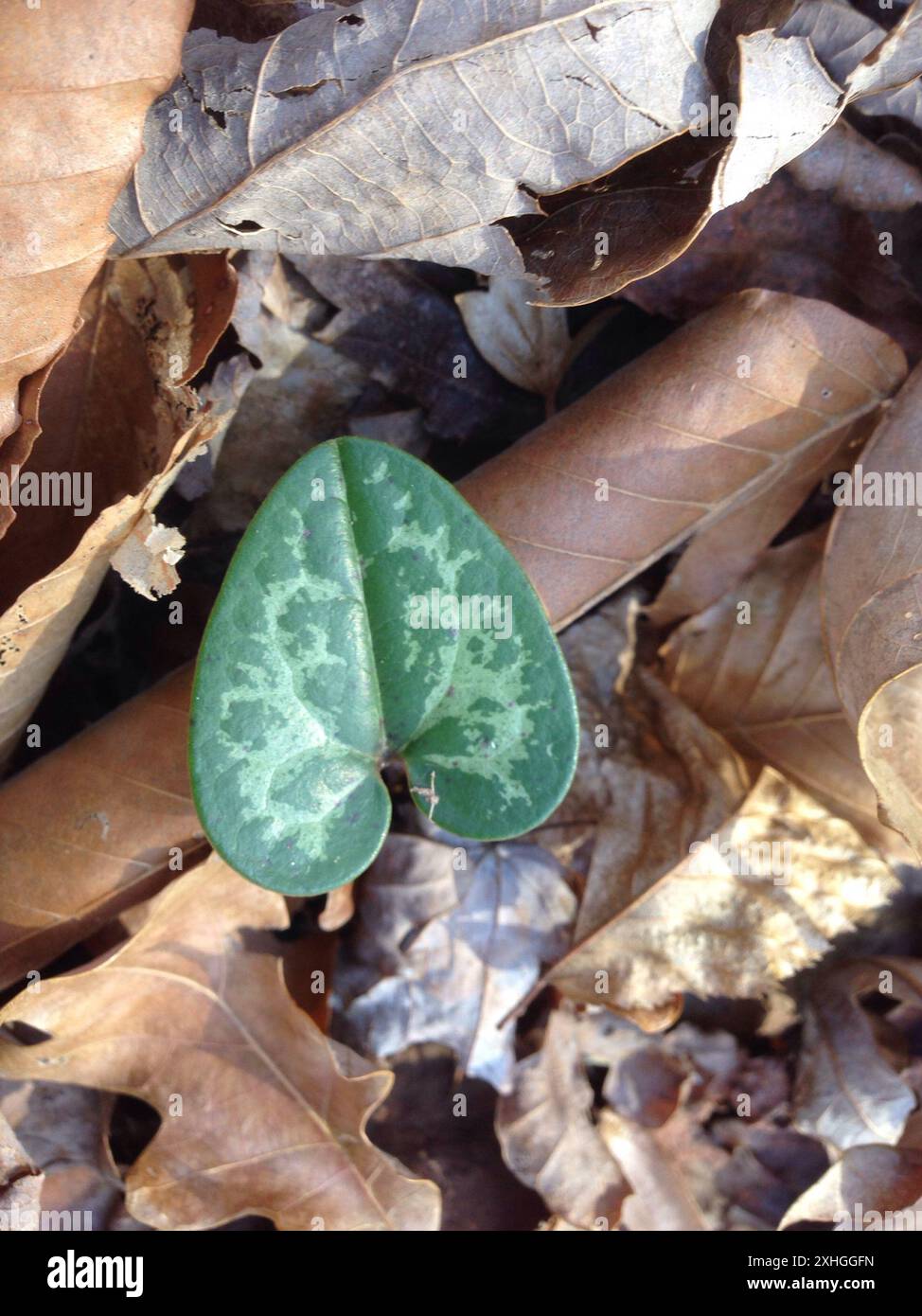little heartleaf (Asarum minus Stock Photo - Alamy