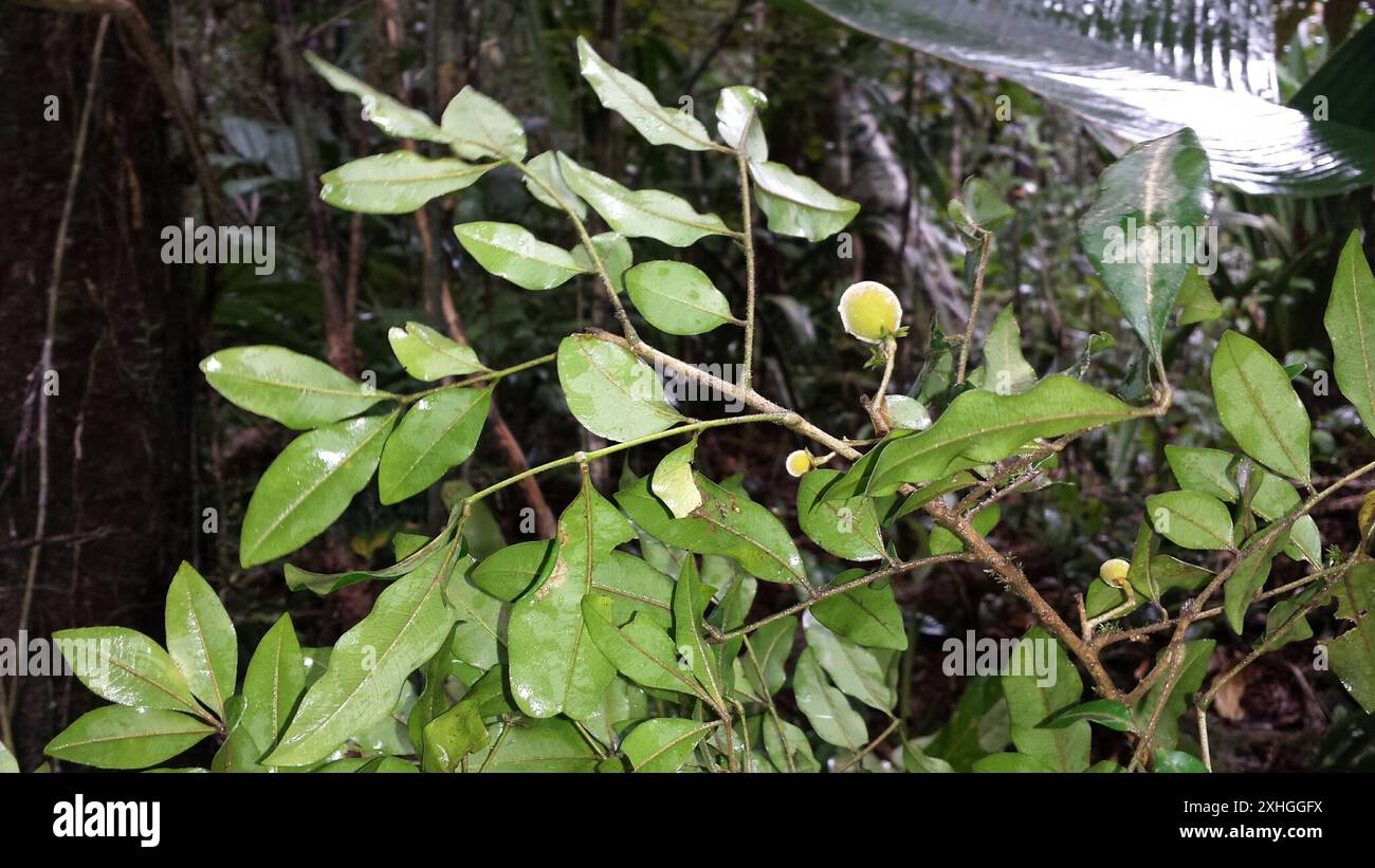 soapberry family (Sapindaceae Stock Photo - Alamy