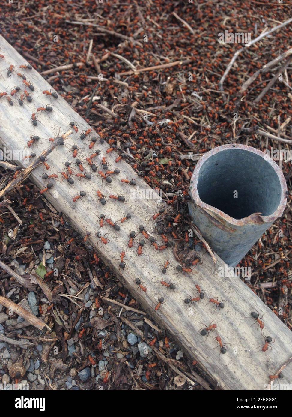 Wood, Mound, and Field Ants (Formica Stock Photo - Alamy