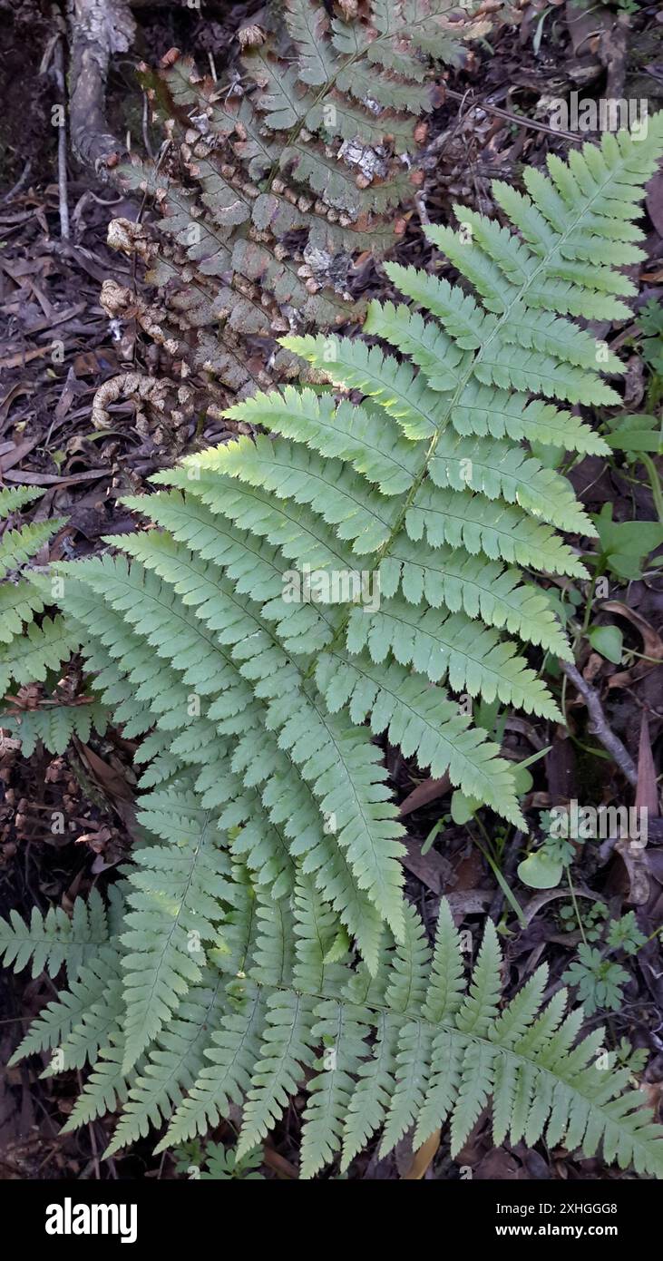 Dryopteris arguta hi-res stock photography and images - Alamy