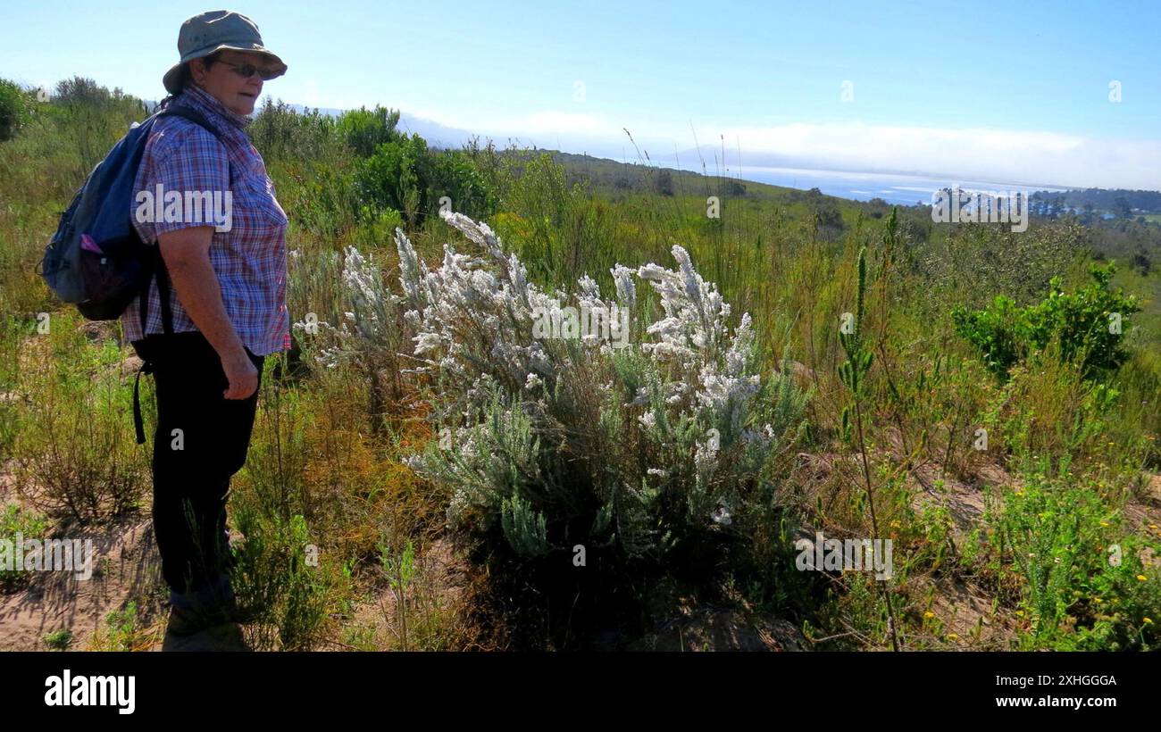 (Eriocephalus racemosus racemosus Stock Photo - Alamy
