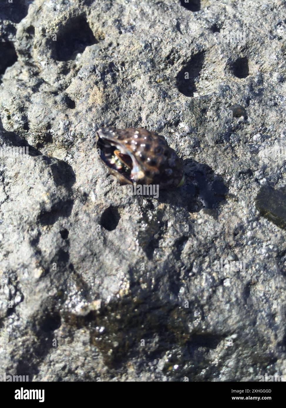 Morula hi-res stock photography and images - Alamy