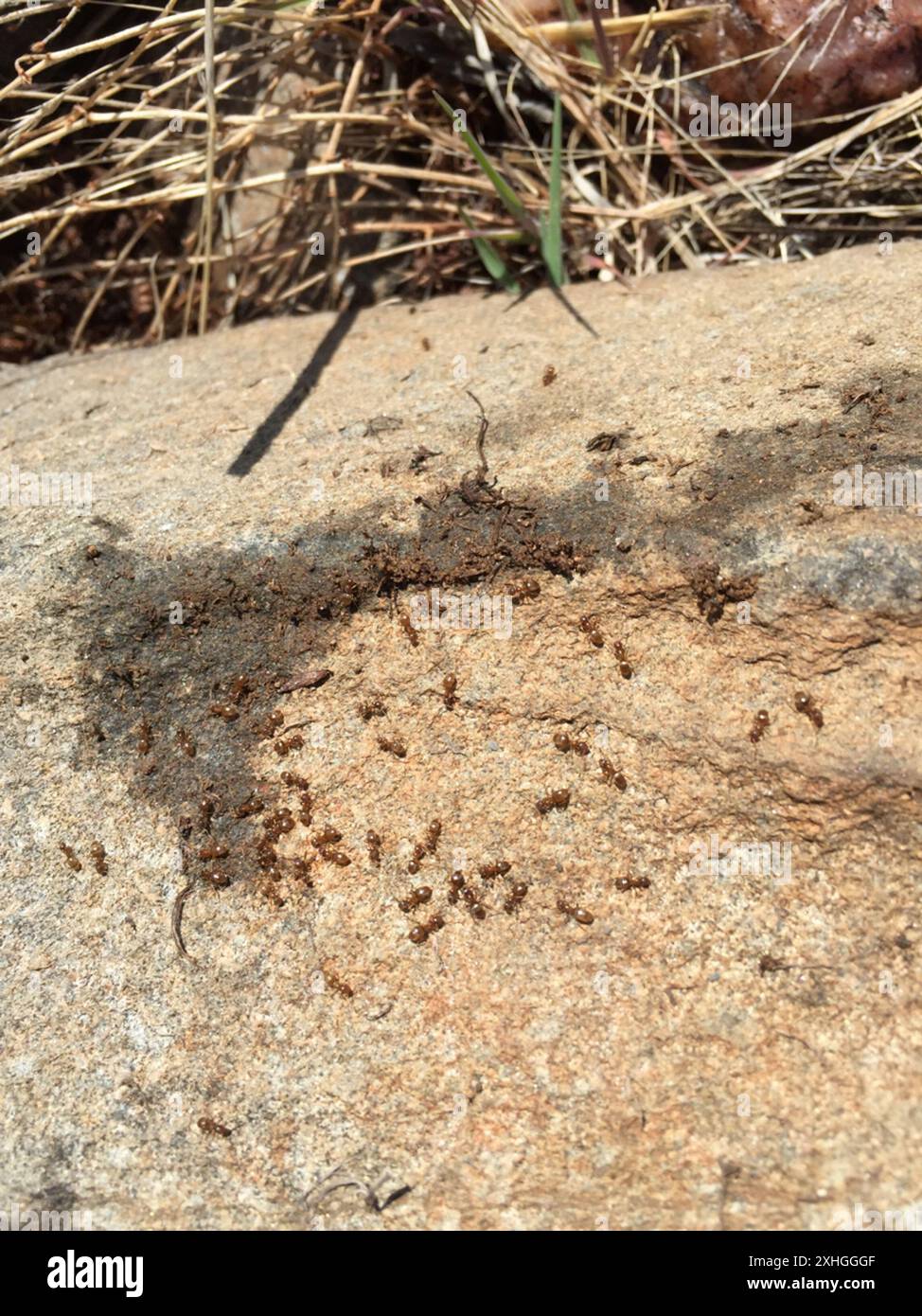 Citronella Ants, Fuzzy Ants, and Allies (Lasius Stock Photo - Alamy
