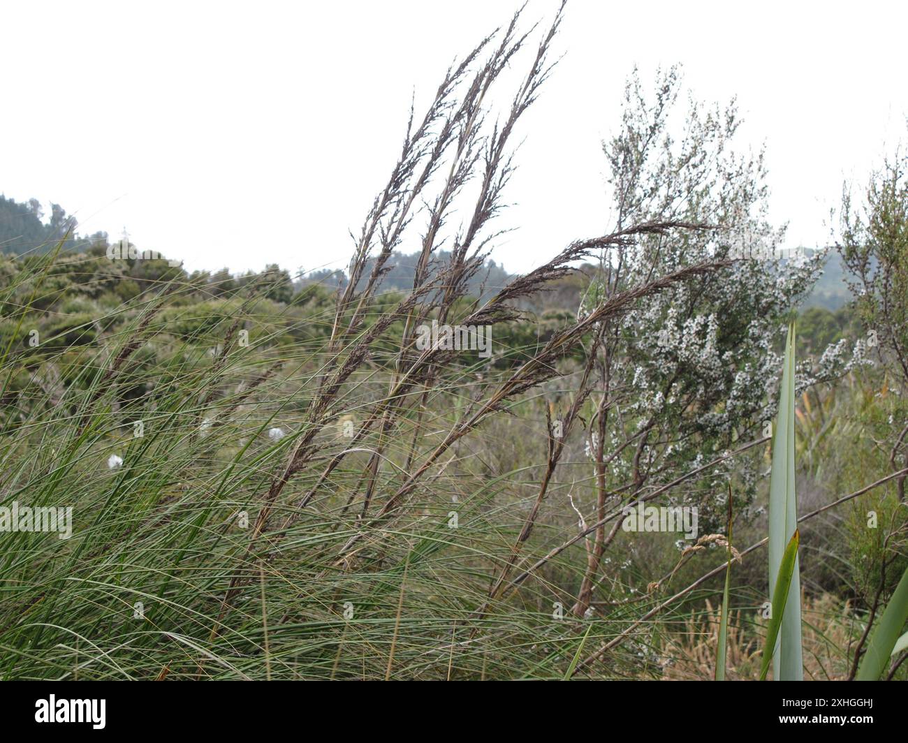 Gahnia hi-res stock photography and images - Alamy