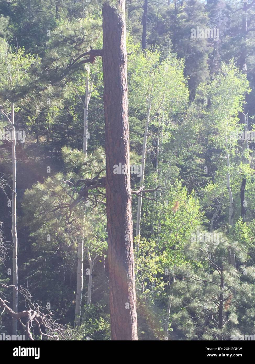 trembling aspen (Populus tremuloides Stock Photo - Alamy