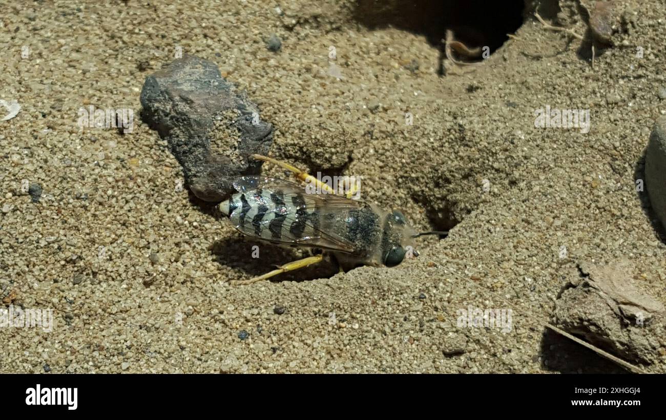 American Sand Wasp (Bembix americana Stock Photo - Alamy