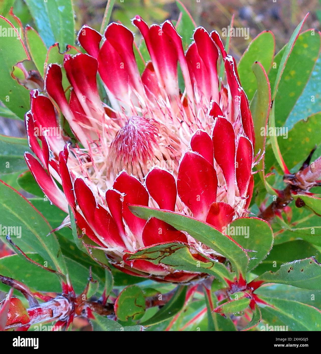 Limestone Sugarbush (Protea obtusifolia Stock Photo - Alamy