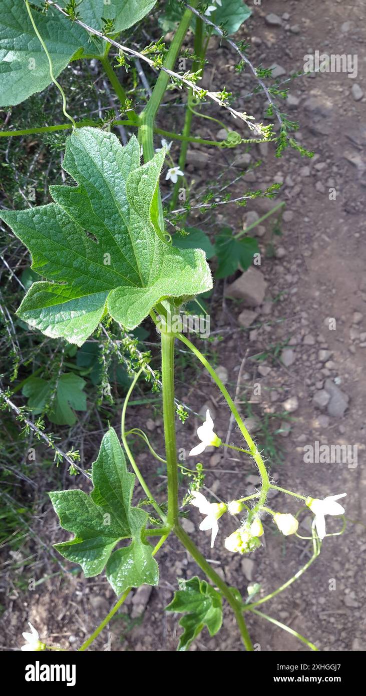 coastal manroot (Marah oregana Stock Photo - Alamy