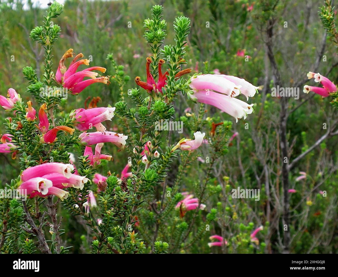 Erica versicolor hi-res stock photography and images - Alamy
