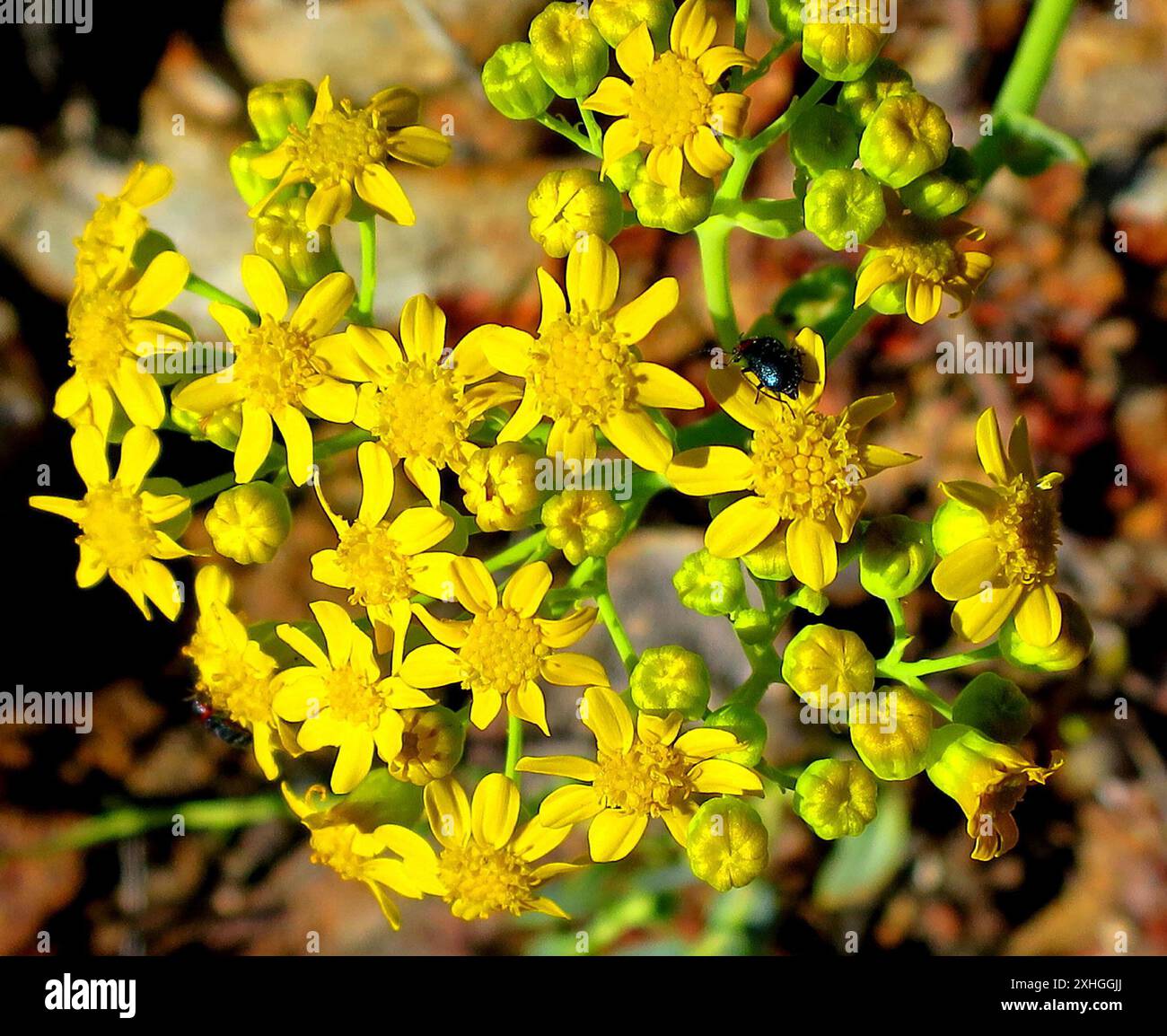 Poorflower Babooncabbage (Othonna parviflora Stock Photo - Alamy
