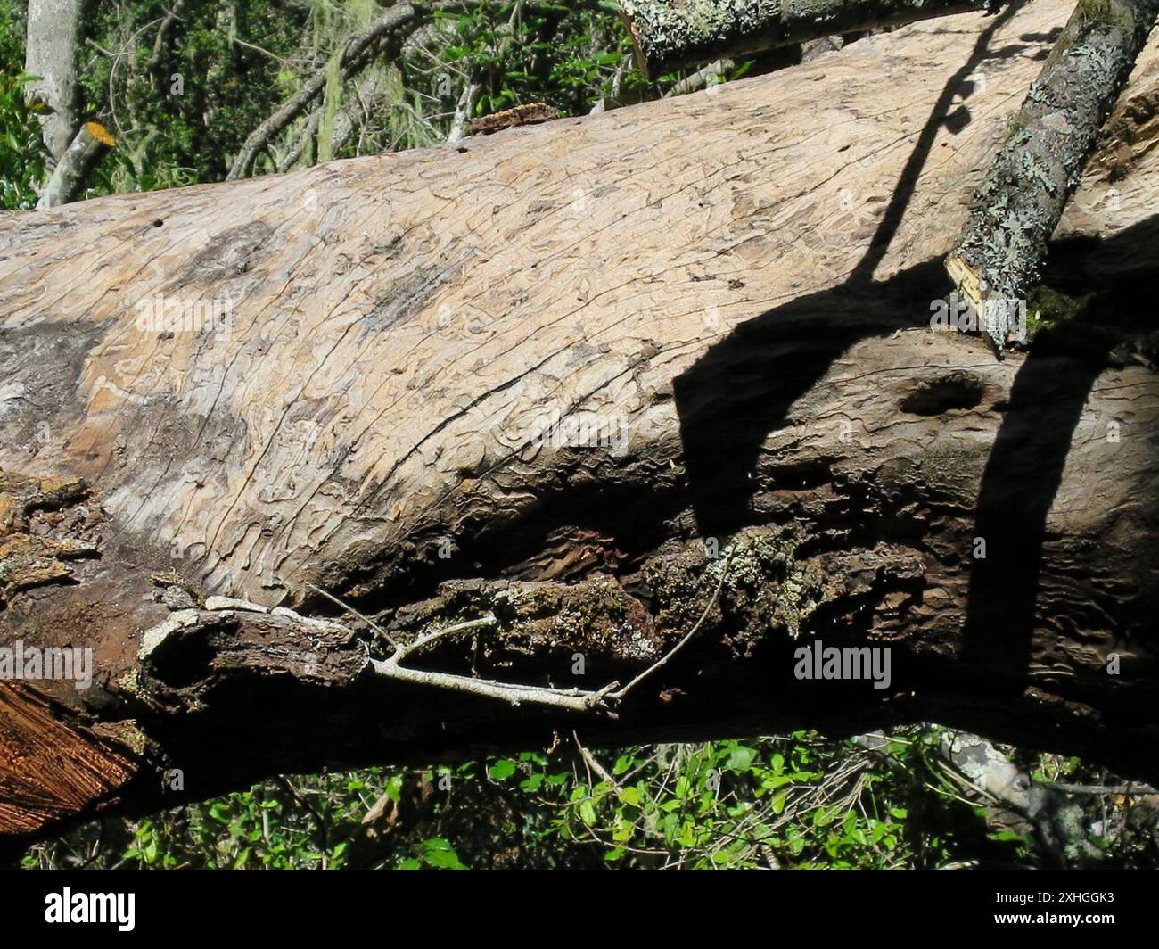 Apodytes dimidiata hi-res stock photography and images - Alamy
