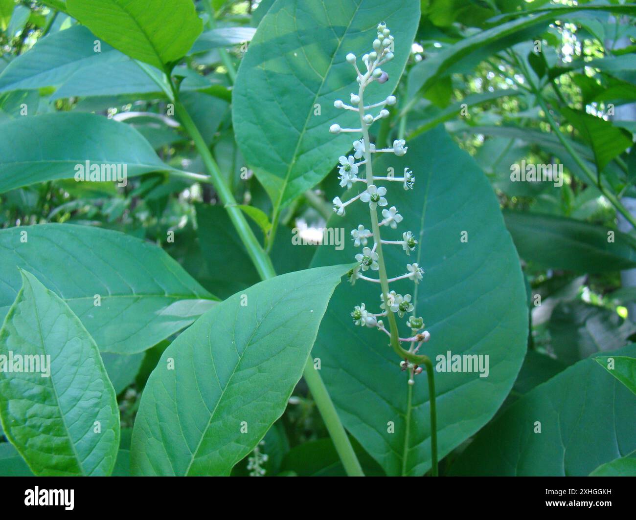 American pokeweed (Phytolacca americana Stock Photo - Alamy