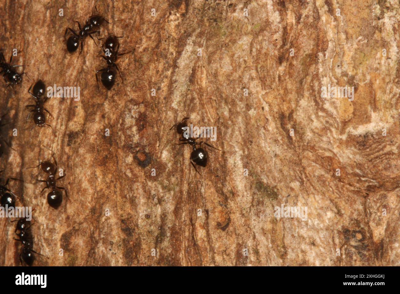 Acrobat Ants and Cocktail Ants (Crematogaster Stock Photo - Alamy