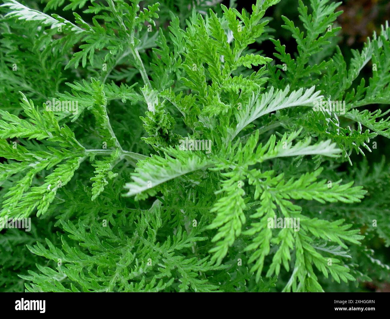 African wormwood hi-res stock photography and images - Alamy