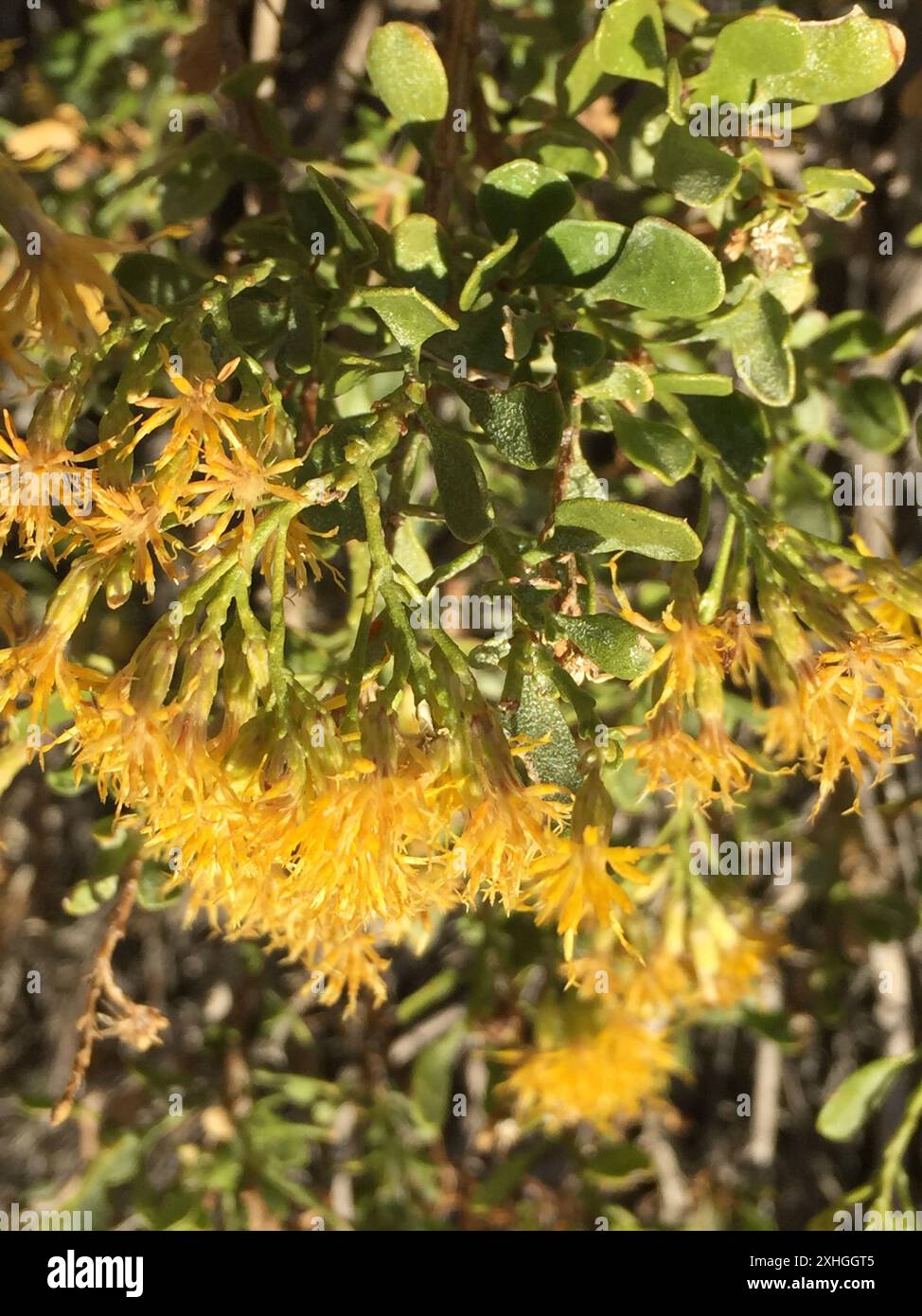 Wide Leaved Rock Goldenbush (Ericameria cuneata spathulata Stock Photo ...