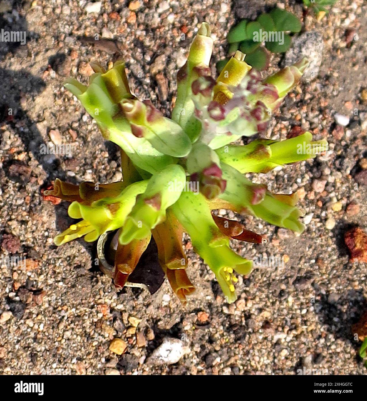 Lachenalia orchioides hi-res stock photography and images - Alamy