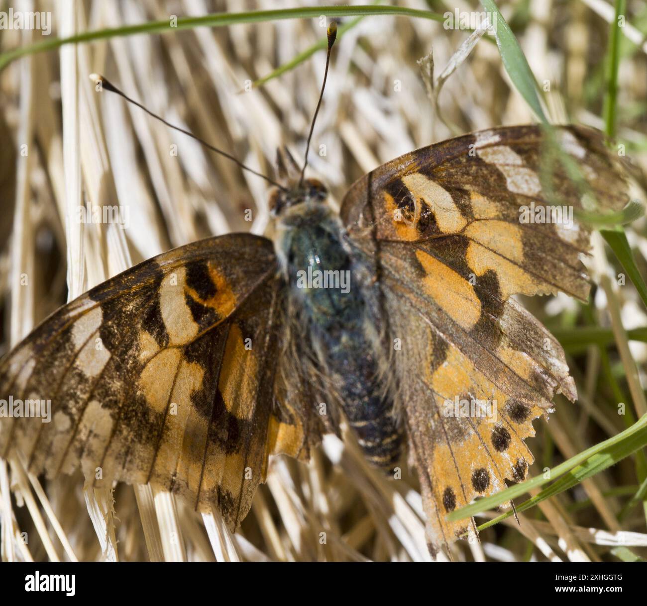 Painted Lady (Vanessa cardui Stock Photo - Alamy