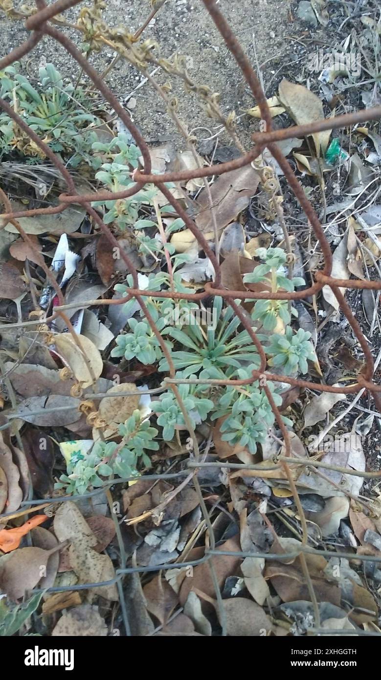 Beach evening-primrose (Camissoniopsis cheiranthifolia cheiranthifolia ...