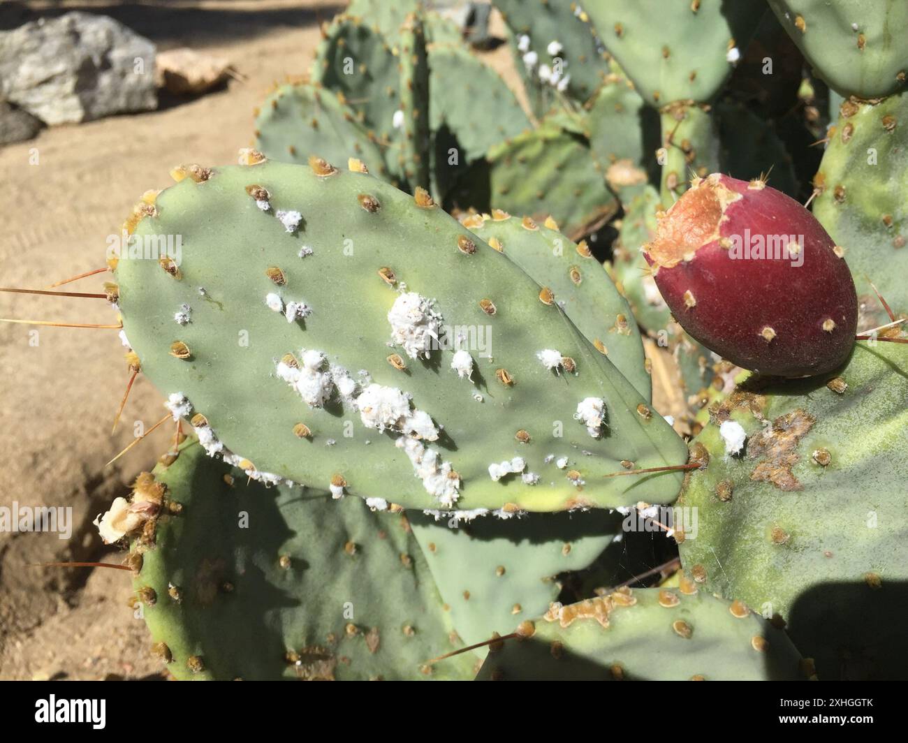 Cochineal Scale Bugs (Dactylopius Stock Photo - Alamy