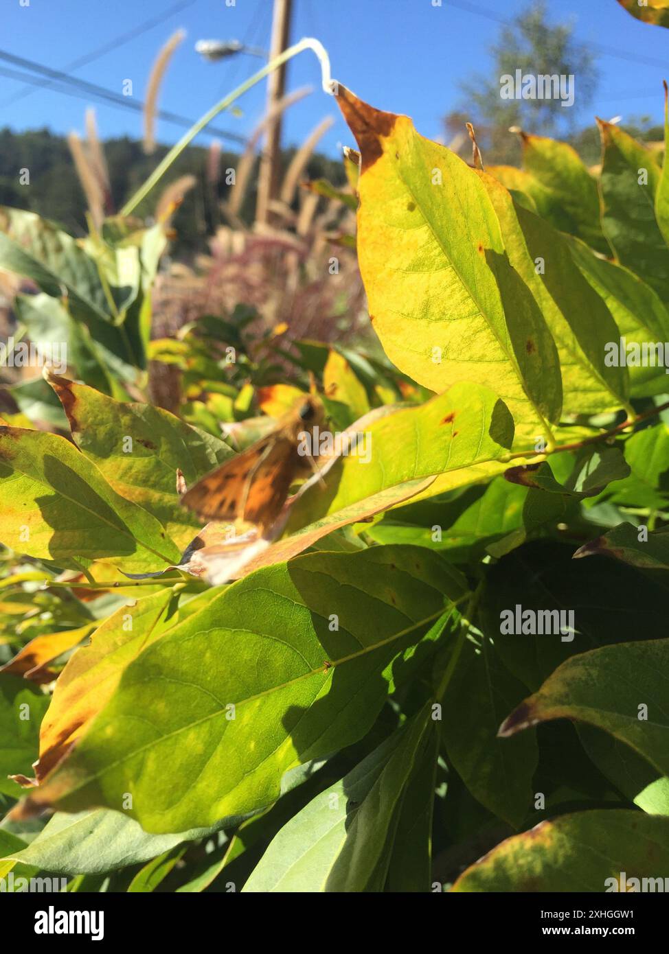 Fiery Skipper (Hylephila phyleus Stock Photo - Alamy