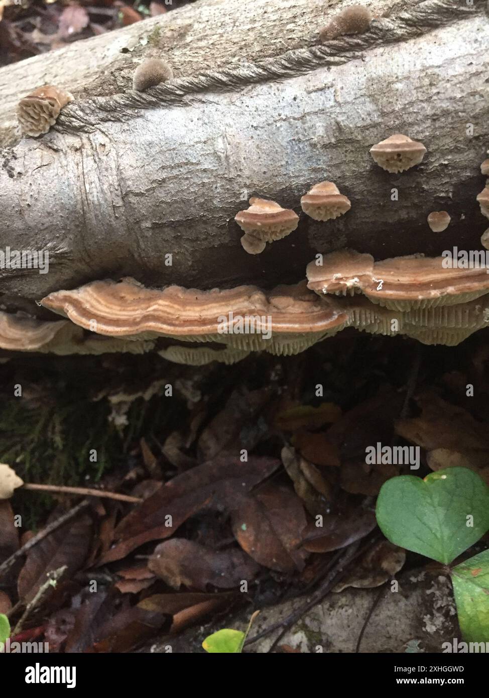 Gilled Polypore (Trametes betulina Stock Photo - Alamy