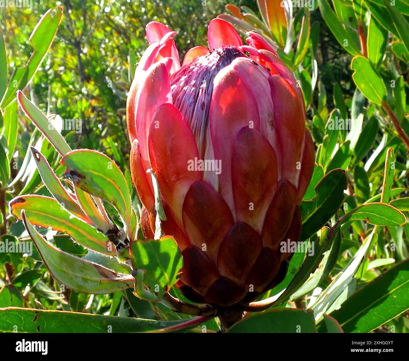 Protea susannae hi-res stock photography and images - Alamy