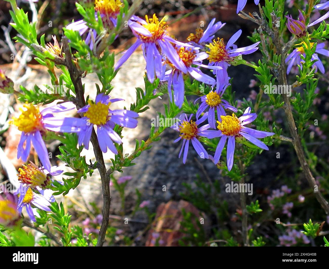 Common Fine Felicia (Felicia filifolia filifolia Stock Photo - Alamy