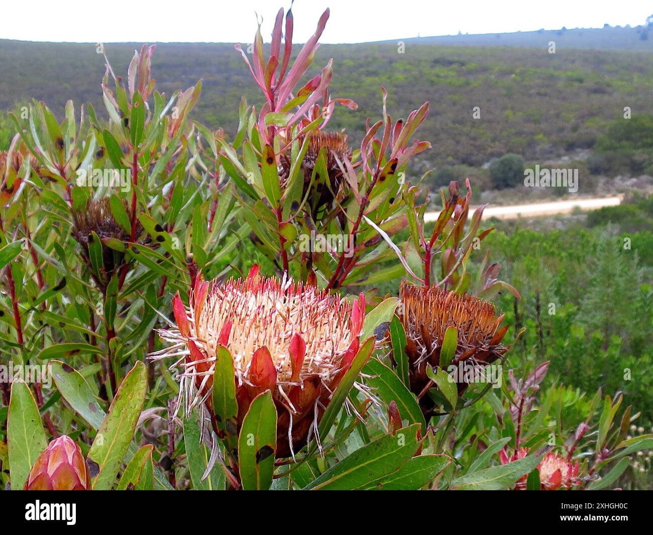 Protea susannae hi-res stock photography and images - Alamy