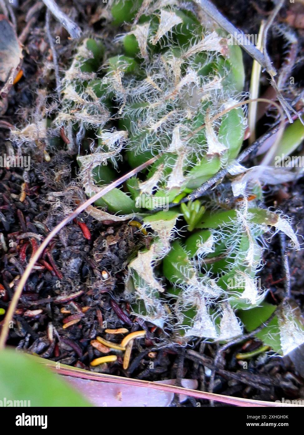 Haworthia arachnoidea hi-res stock photography and images - Alamy