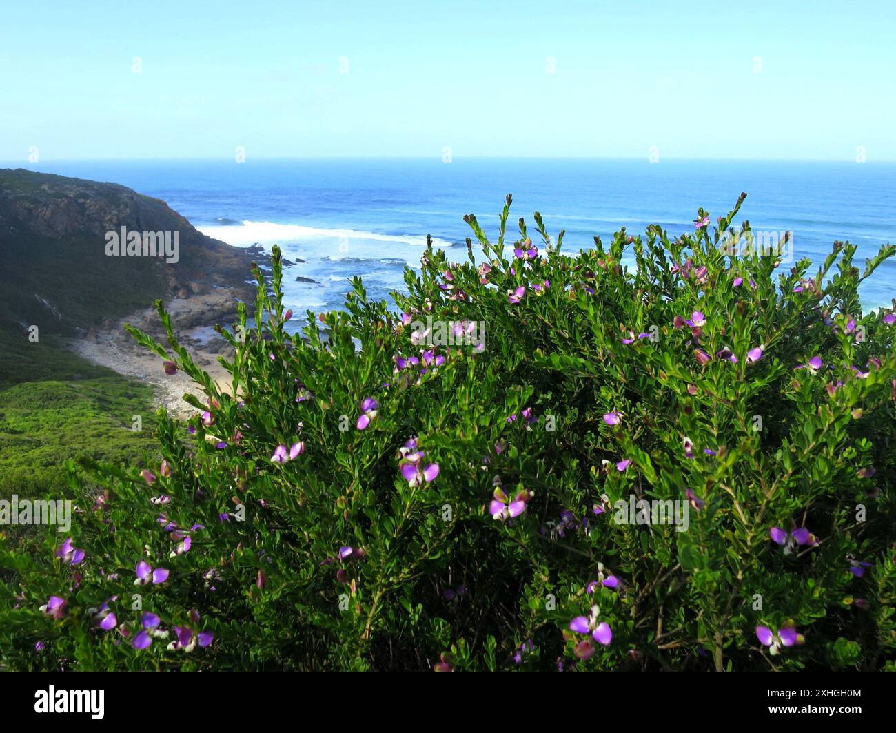 Septemberbush (Polygala myrtifolia myrtifolia Stock Photo - Alamy