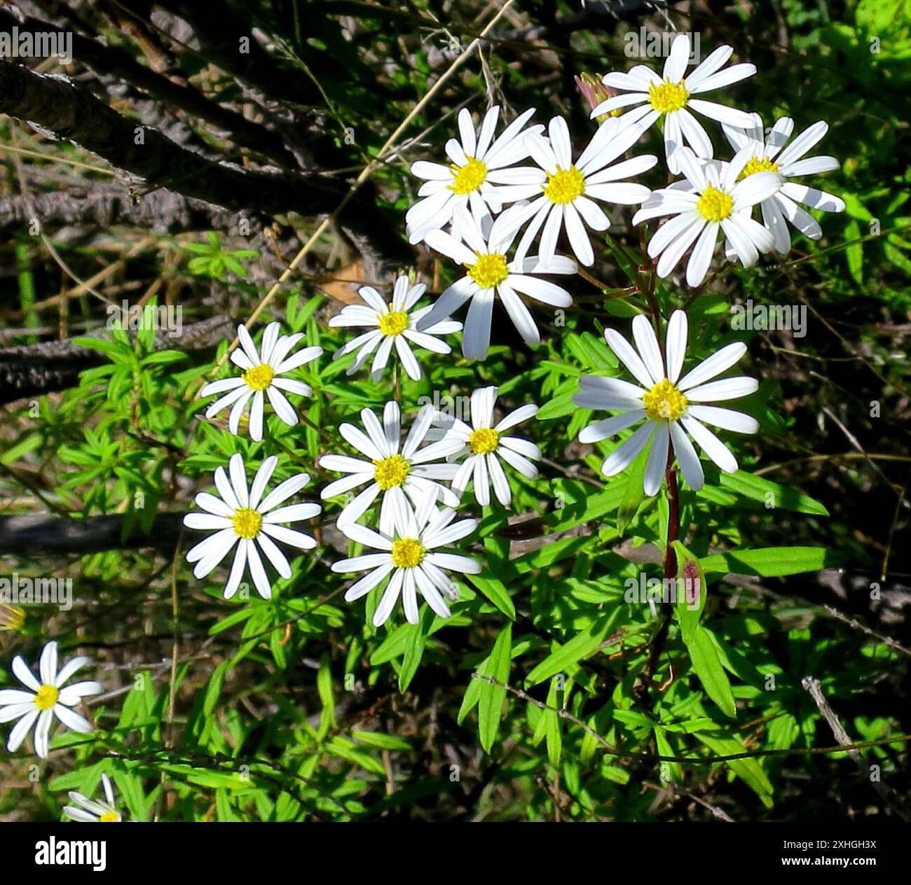 Multihead Felicia (Felicia douglasii Stock Photo - Alamy