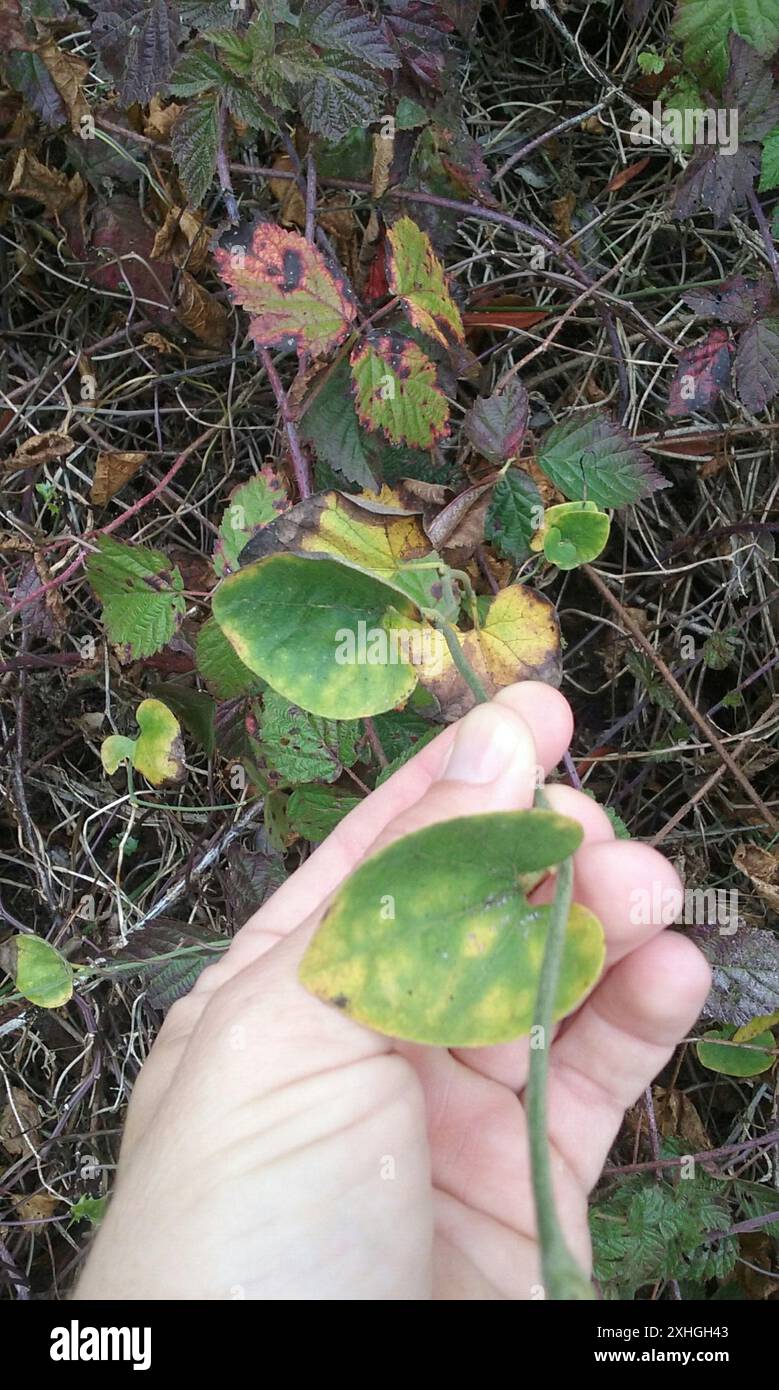 California Dutchman's Pipe (Aristolochia californica Stock Photo - Alamy