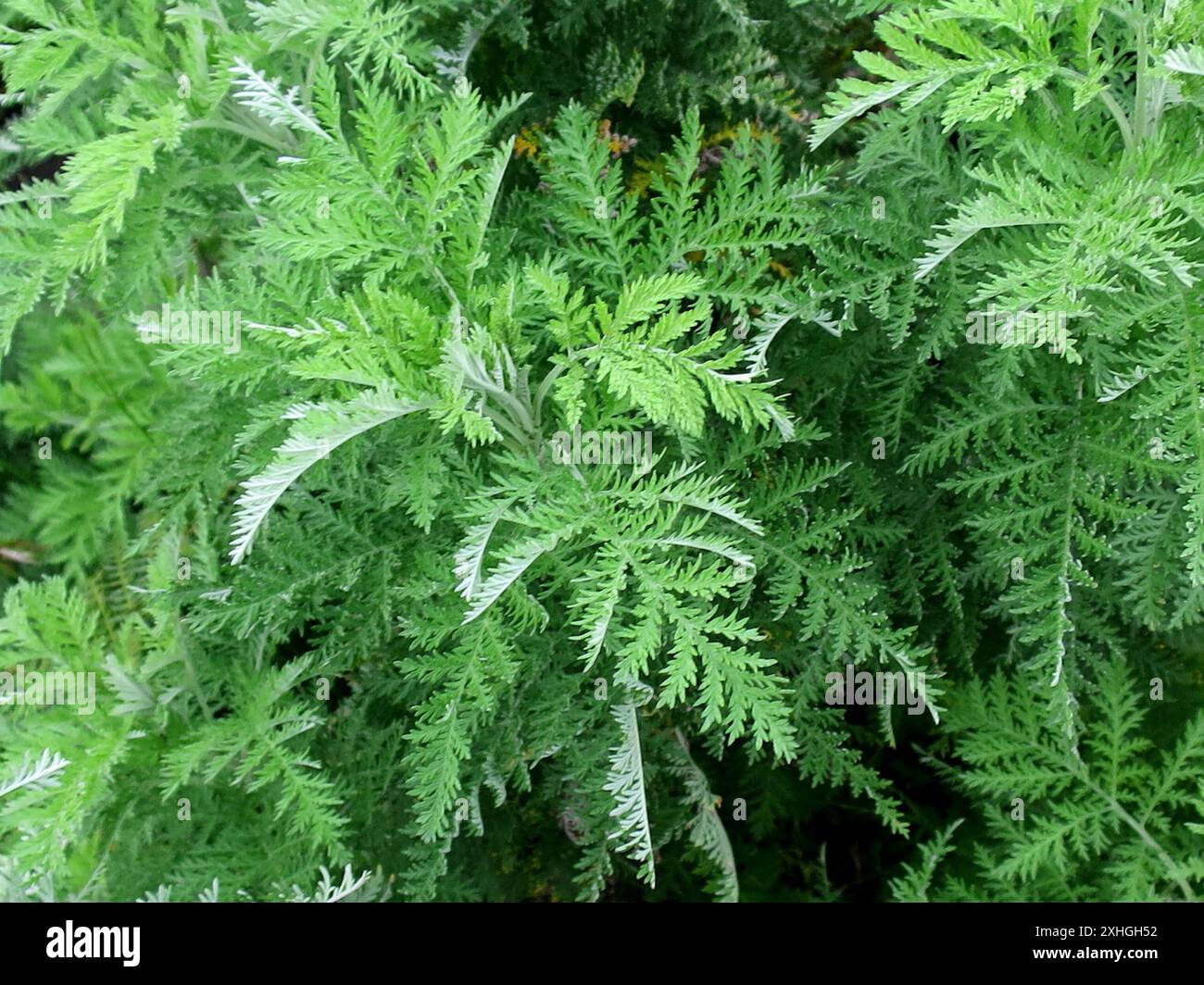 African wormwood hi-res stock photography and images - Alamy