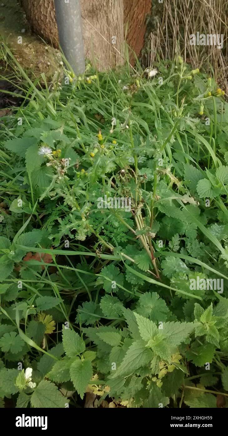 common groundsel (Senecio vulgaris Stock Photo - Alamy
