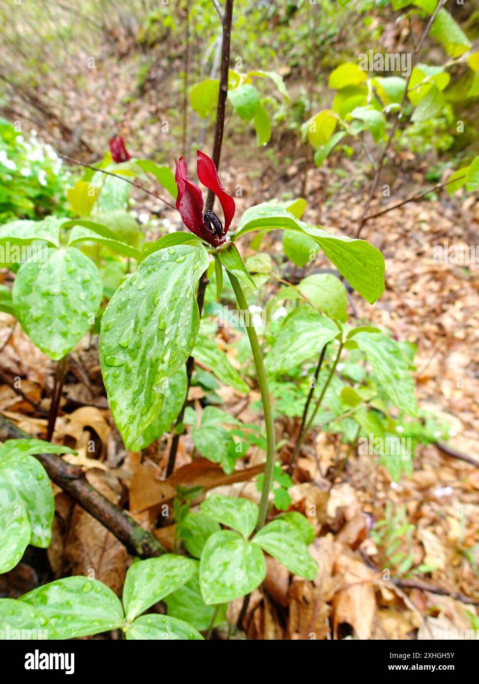 prairie trillium (Trillium recurvatum Stock Photo - Alamy